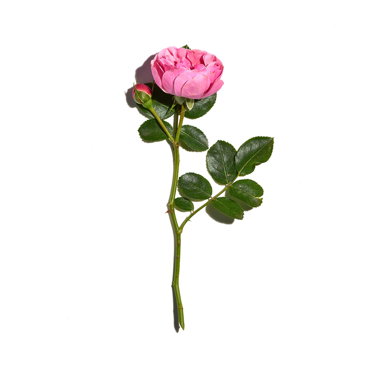 Rosa fresca - Baume hydratation intense et régénération certifié bio de ...