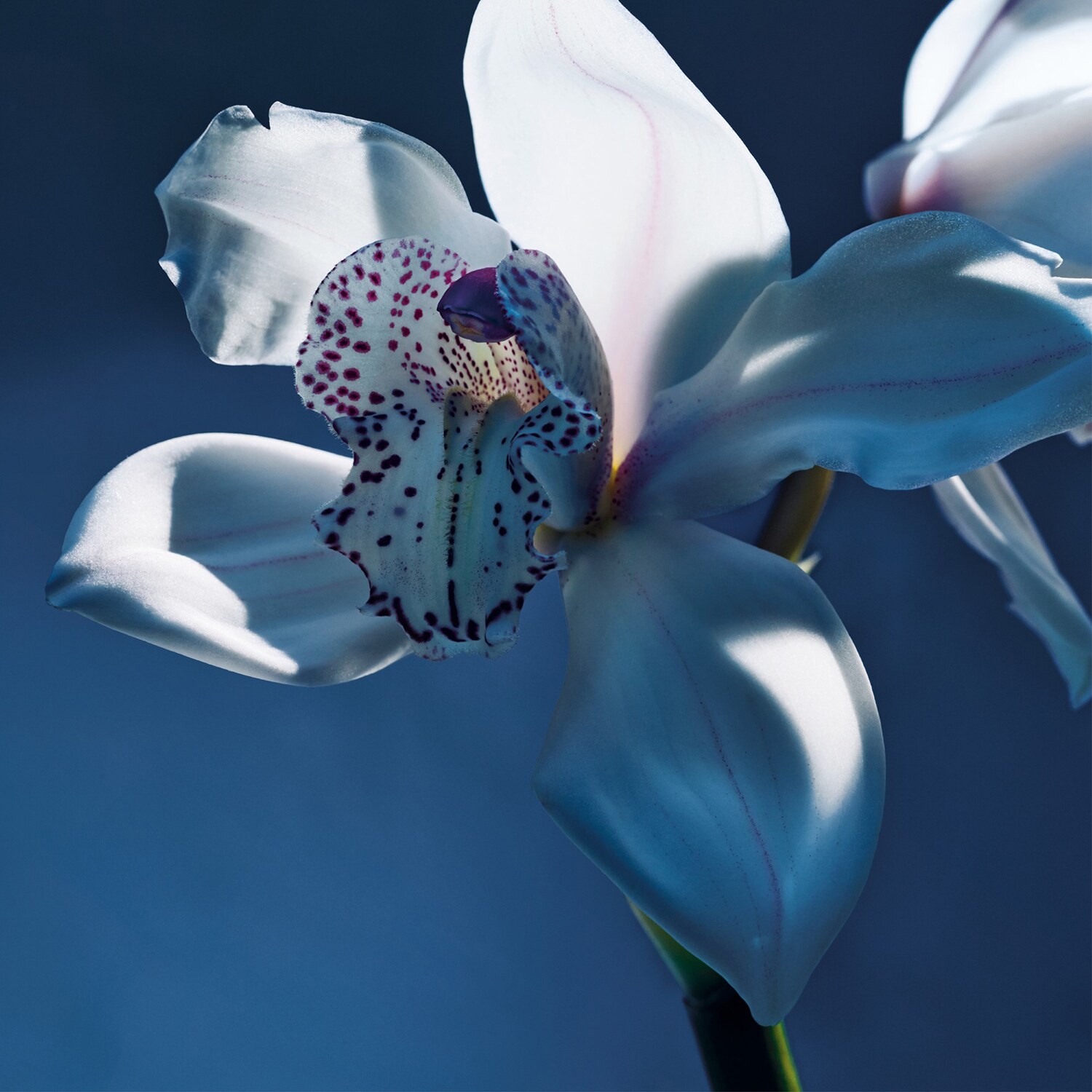 Atelier des Fleurs Orchidée de Minuit - Eau de Parfum de CHLOÉ ≡ SEPHORA